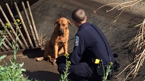 Officer Brady Benson, Pleasant View City Police Department