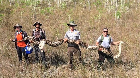Scientists just captured a record 17-foot-long python in Florida
