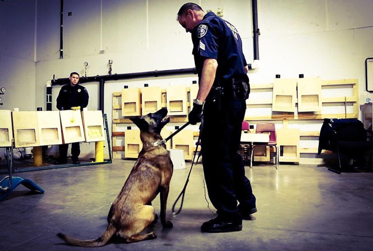Utah man sentenced in shooting of police K-9 Dingo - KSLNewsRadio