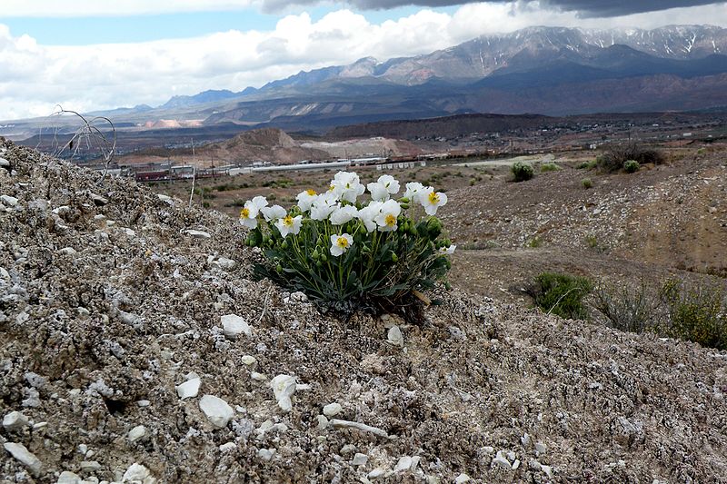 More protection sought for rare poppy found in southern Utah