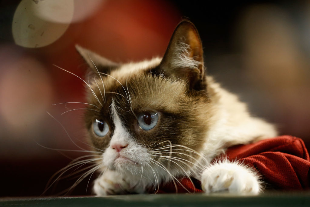 Grumpy Cat, the grouchy-faced furball that launched a thousand memes ...