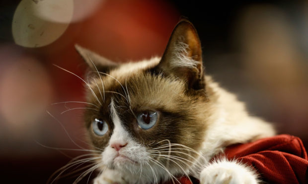 Grumpy Cat, the grouchy-faced furball that launched a thousand memes ...