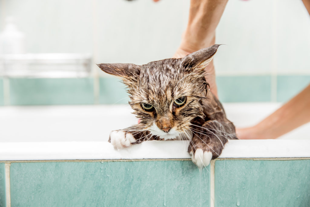 This cat got stuck in the washing machine for a full cycle, and lived ...
