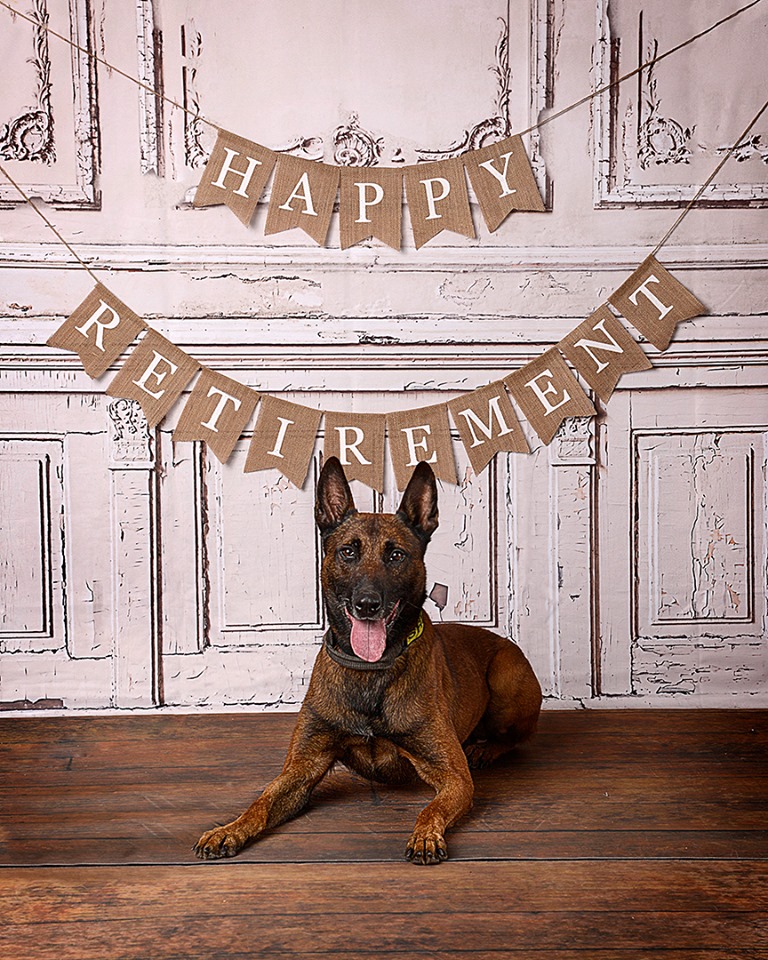 Police dog gets retirement party from Davis County Sheriff's Office ...