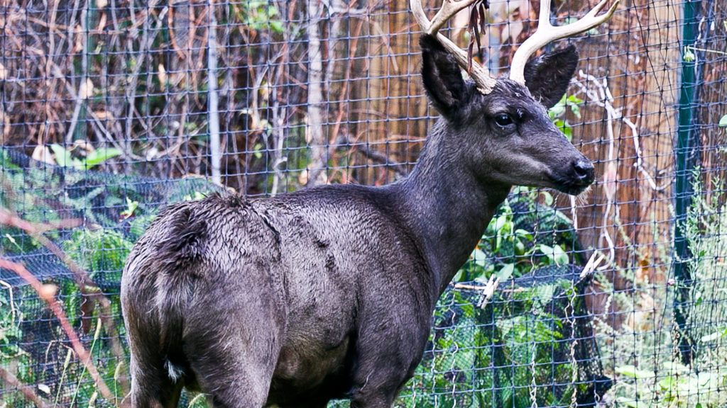 Rare black deer dies of chronic wasting disease in Moab - KSLNewsRadio