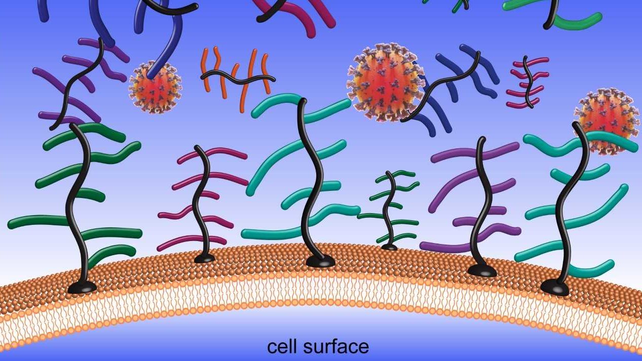 U of U studies coronavirus "super-spreaders" and their mucus - KSLNewsRadio