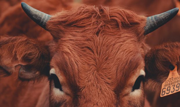 Death of 13 cows in Park City under investigation