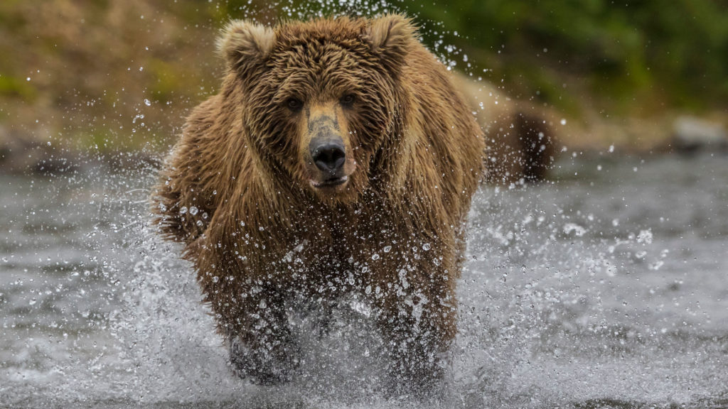 What to do in a bear attack? Don't push your slower friends down in ...