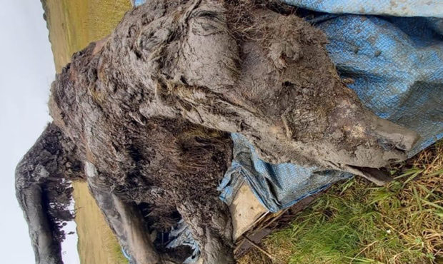 Perfectly preserved Ice Age cave bear found in Arctic Russia - KSLNewsRadio