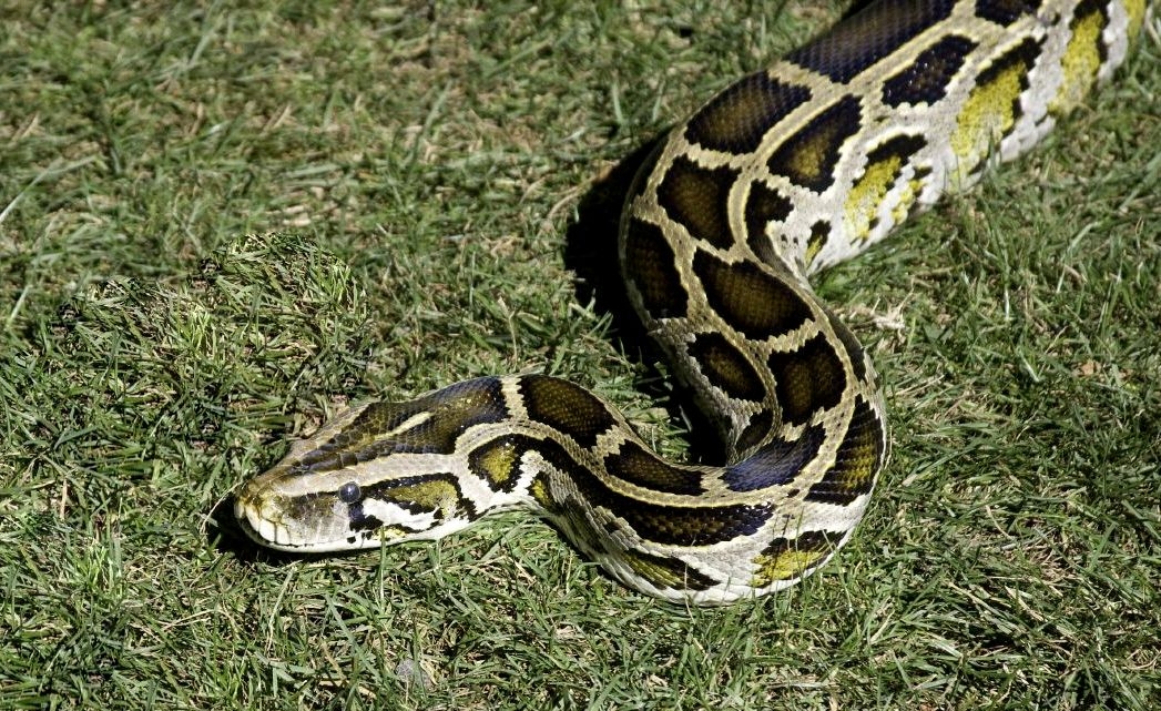 20 Burmese Pythons found slithering in Holladay home