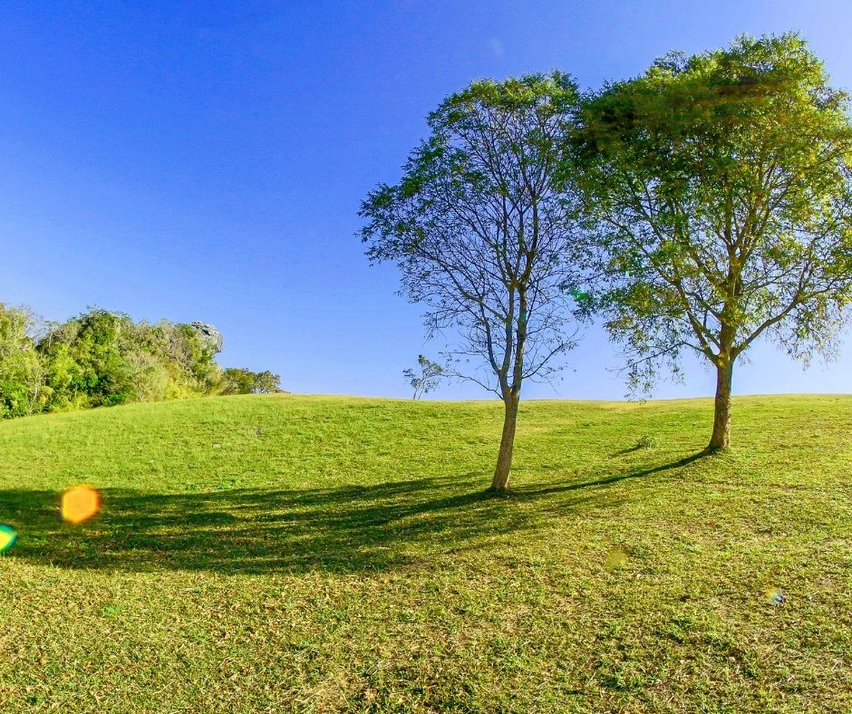 Taun Beddes shares tips on how to water newly planted trees