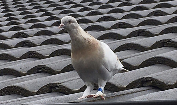 Fake US leg band gets pigeon a reprieve in Australia