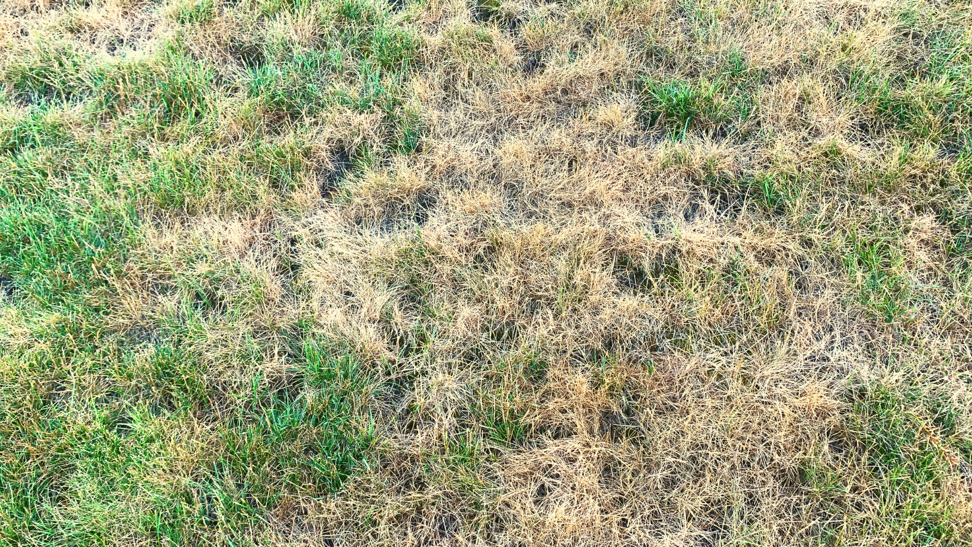 How to keep grass alive but dormant during the drought - KSLNewsRadio