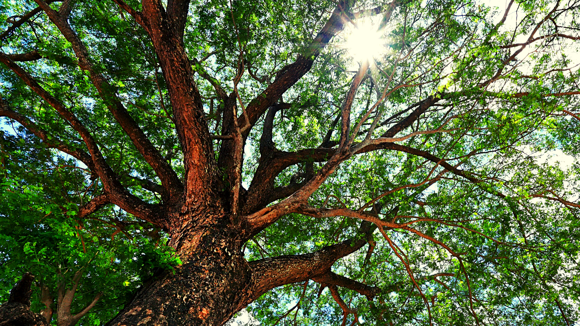 Conserving energy with trees - KSLNewsRadio