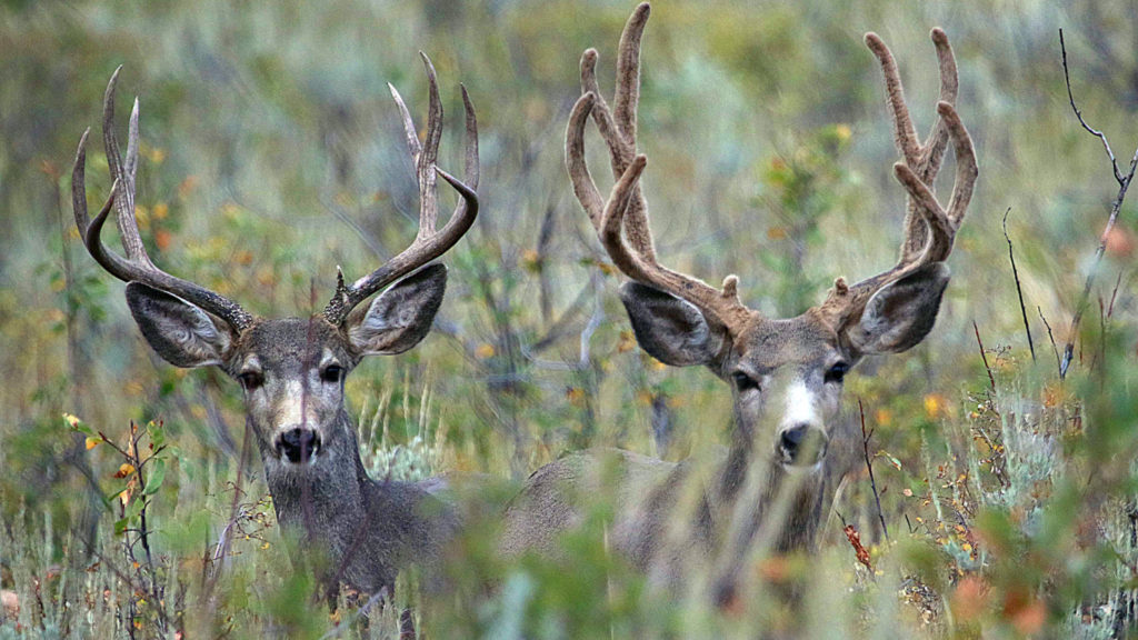 DWR conducting deer research and checkups via helicopter transport