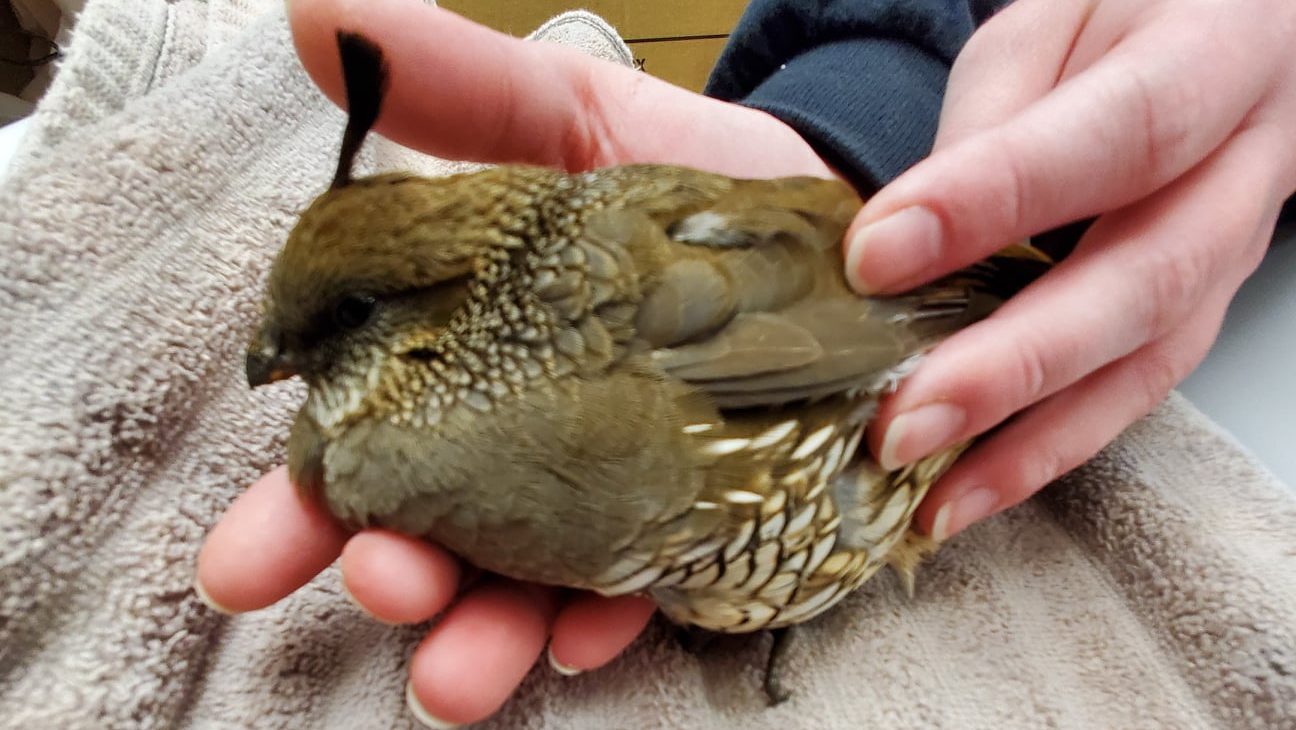 California Quail hanging onto life after being shot with a blowgun