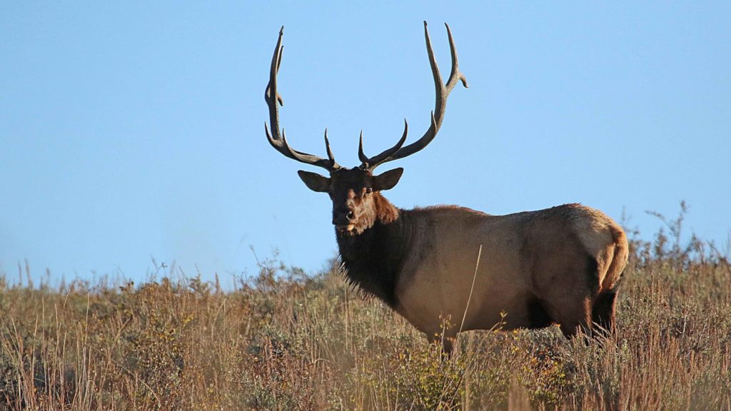 Division of Wildlife Resources warns of poaching as hunting season ...