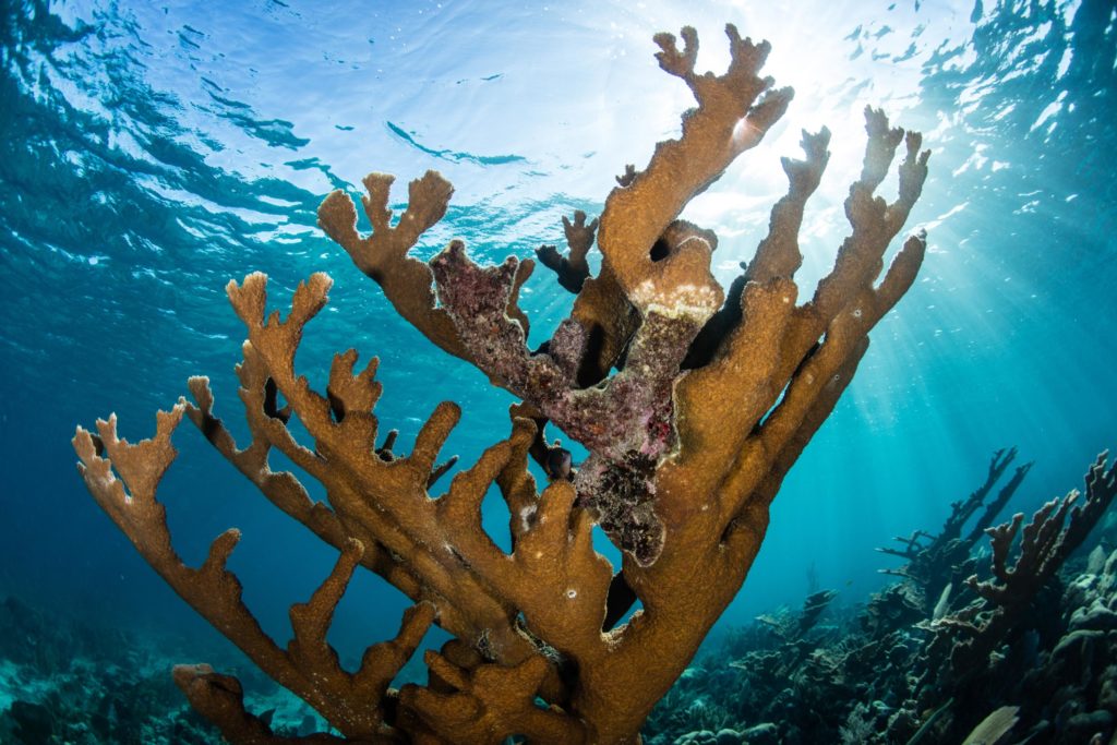 CNN Exclusive: Scientists make major breakthrough in race to save ...