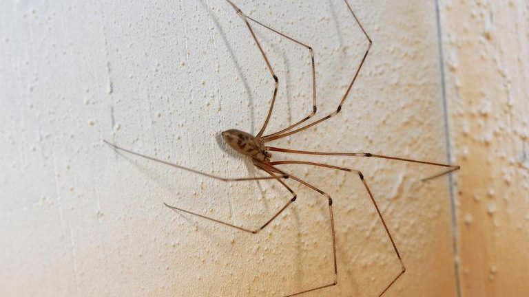 Why spiders come inside in the fall and how to prevent it