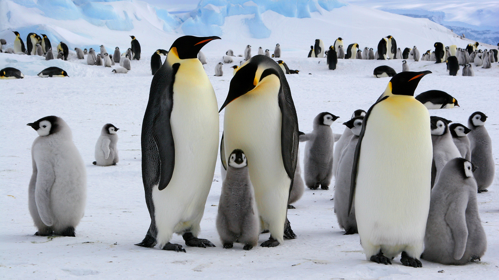 Antarctica's emperor penguins at risk of extinction due to the climate ...