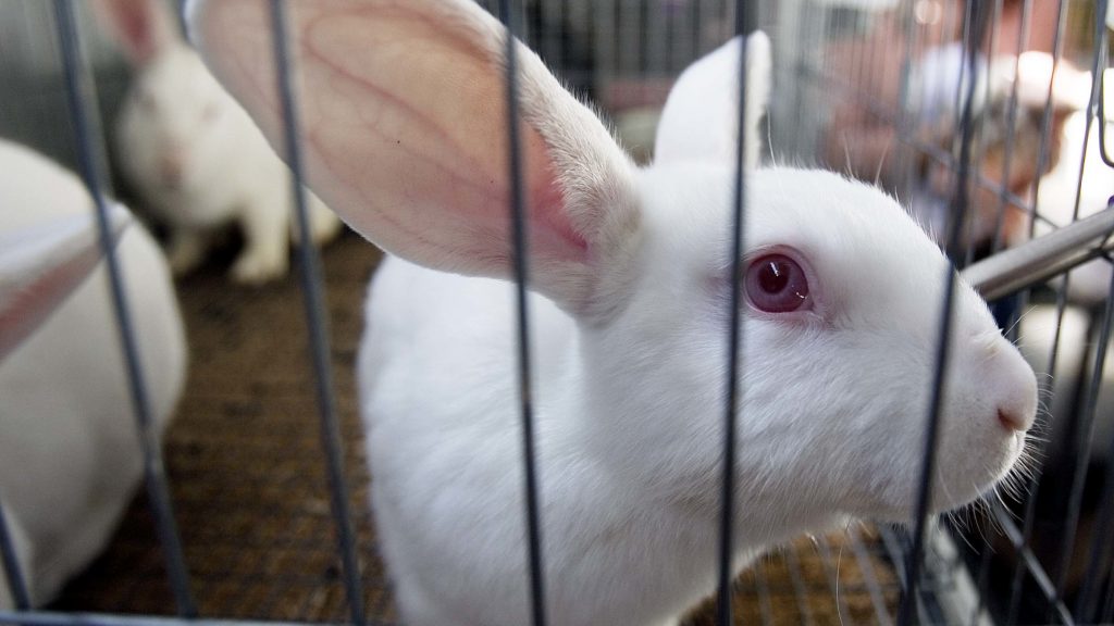 Humane Society saw uptick in rabbit hoarding in 2022