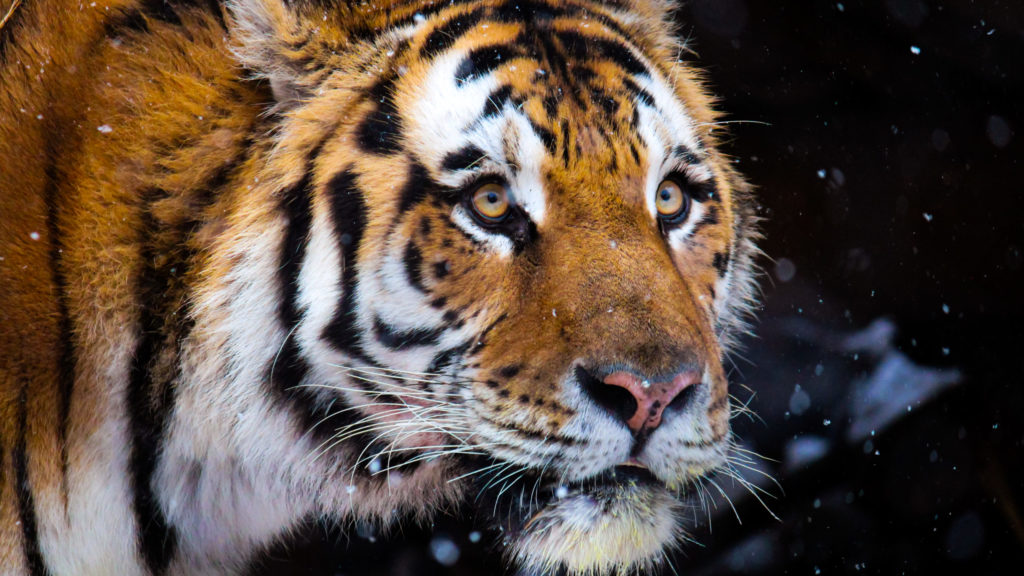 Utah’s Hogle Zoo "Cats and Cocoa" event