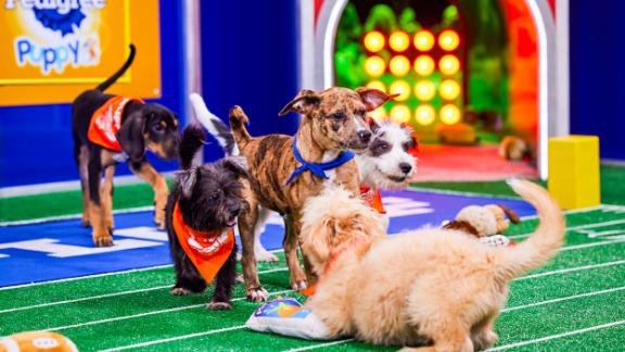 Team Fluff wins 2023 Puppy Bowl