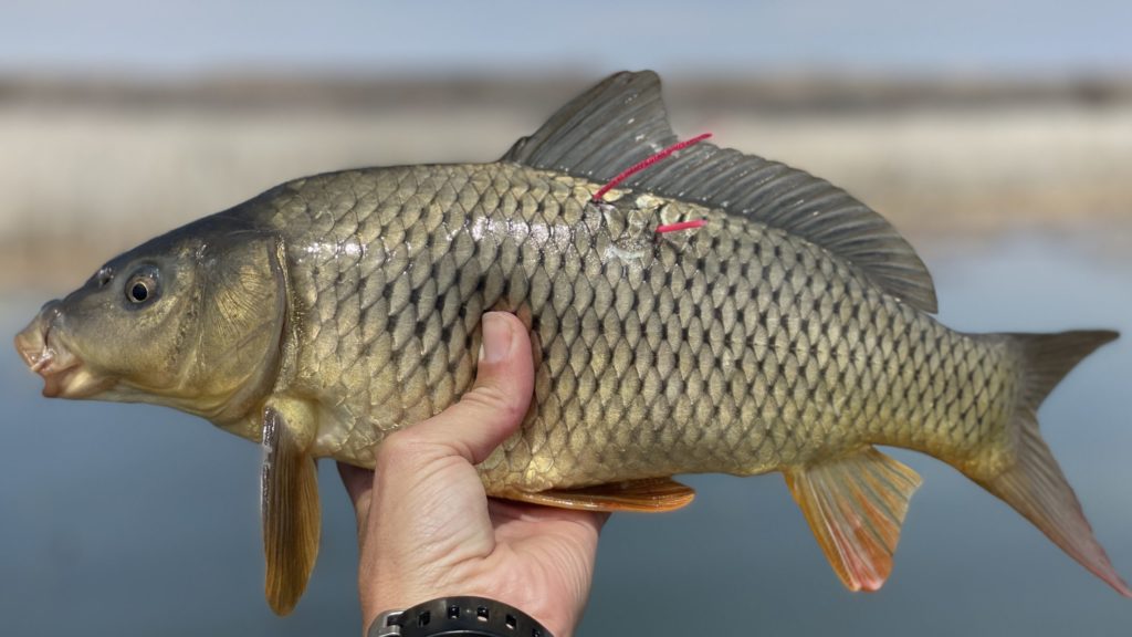 DWR asking Utah anglers to target three waterbodies, remove specific ...