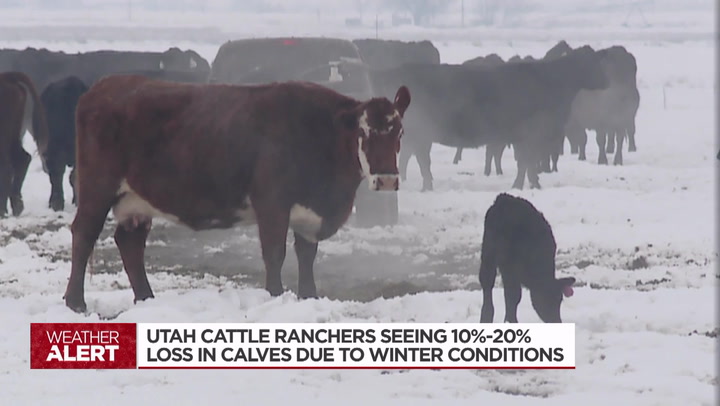 Utah cattle ranchers losing calves to winter conditions