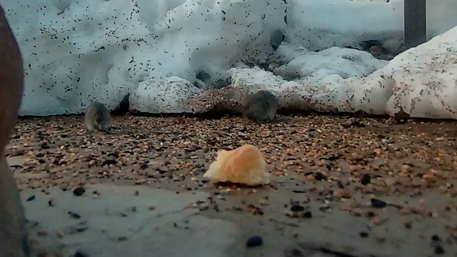 Snow allows vole populations to thrive, and damage lawns in Cache Valley