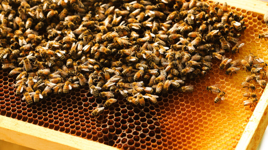 Bees can cope with climate change, researchers still worry