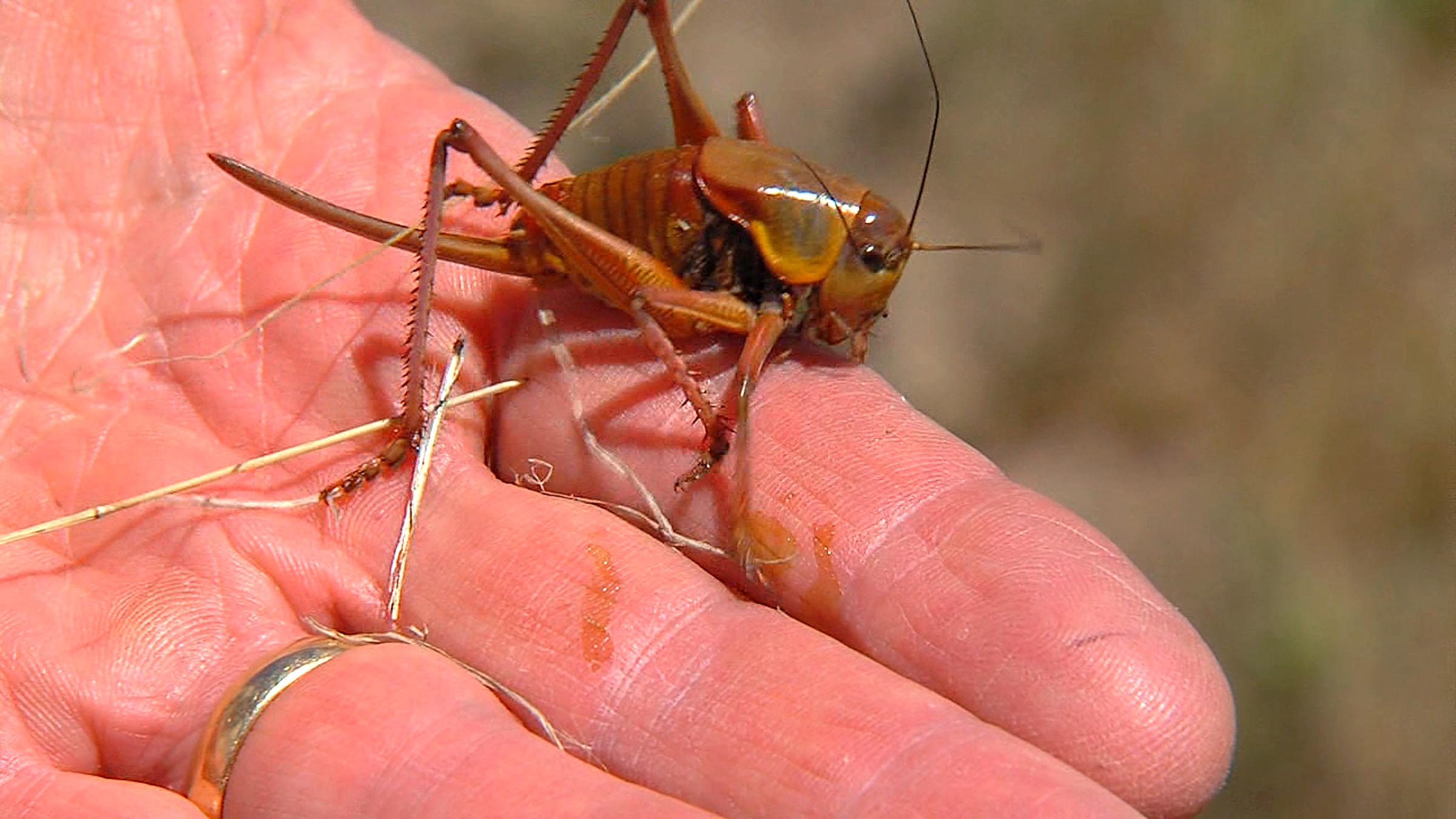 Farmers and ranchers already know: Mormon crickets are back - KSLNewsRadio
