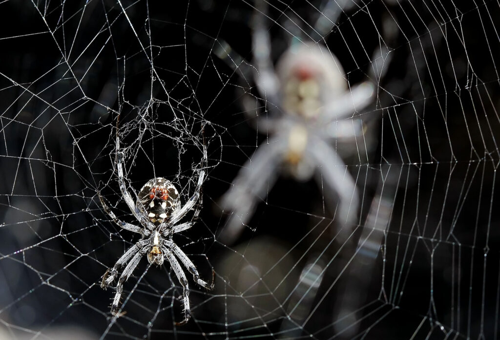 Antelope Island's annual Spider Fest - KSLNewsRadio