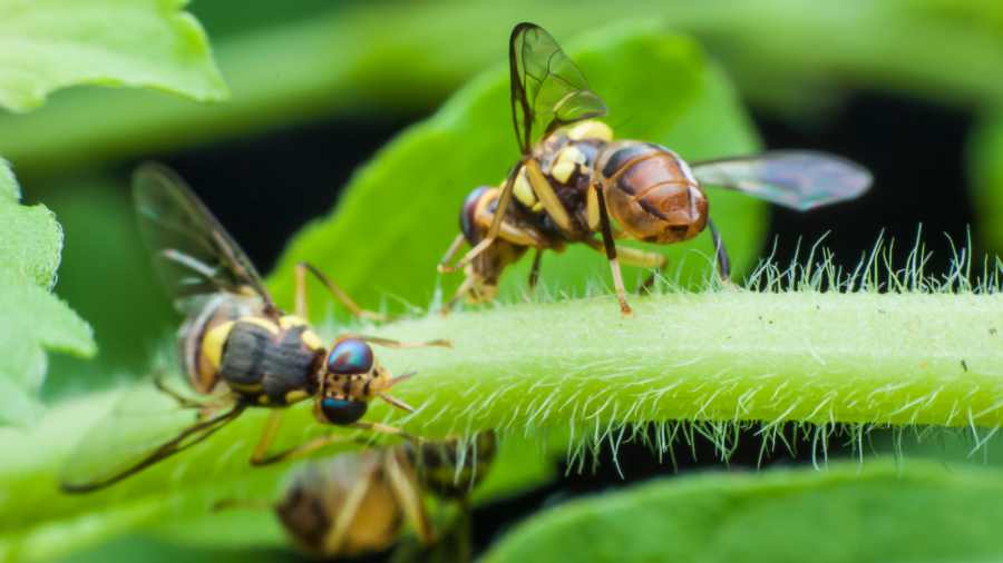 Yellow jackets are more aggressive in the summer, here's why
