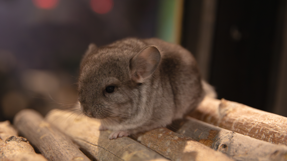 Meet the chinchilla kit born at the Natural History Museum of Utah
