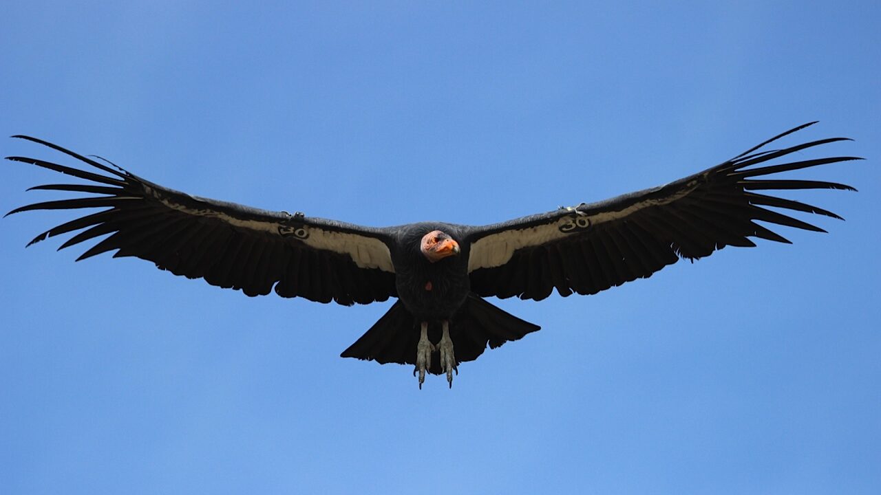 DWR, Peregrine Project ask hunters to help protect California condors