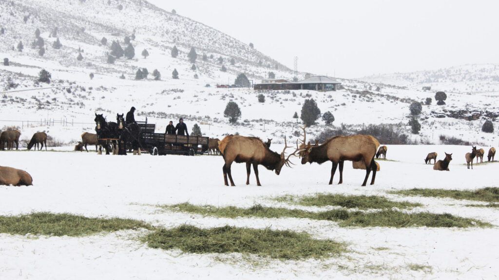 Take a sleigh ride through hundreds of elk with Utah DWR