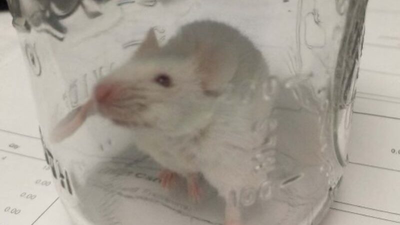 Mouse used as "white elephant" gift in Utah County now in foster care ...