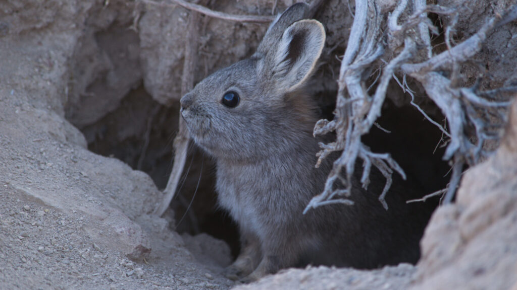 Pygmy rabbit faces endangerment as Sagebrush Sea dwindles