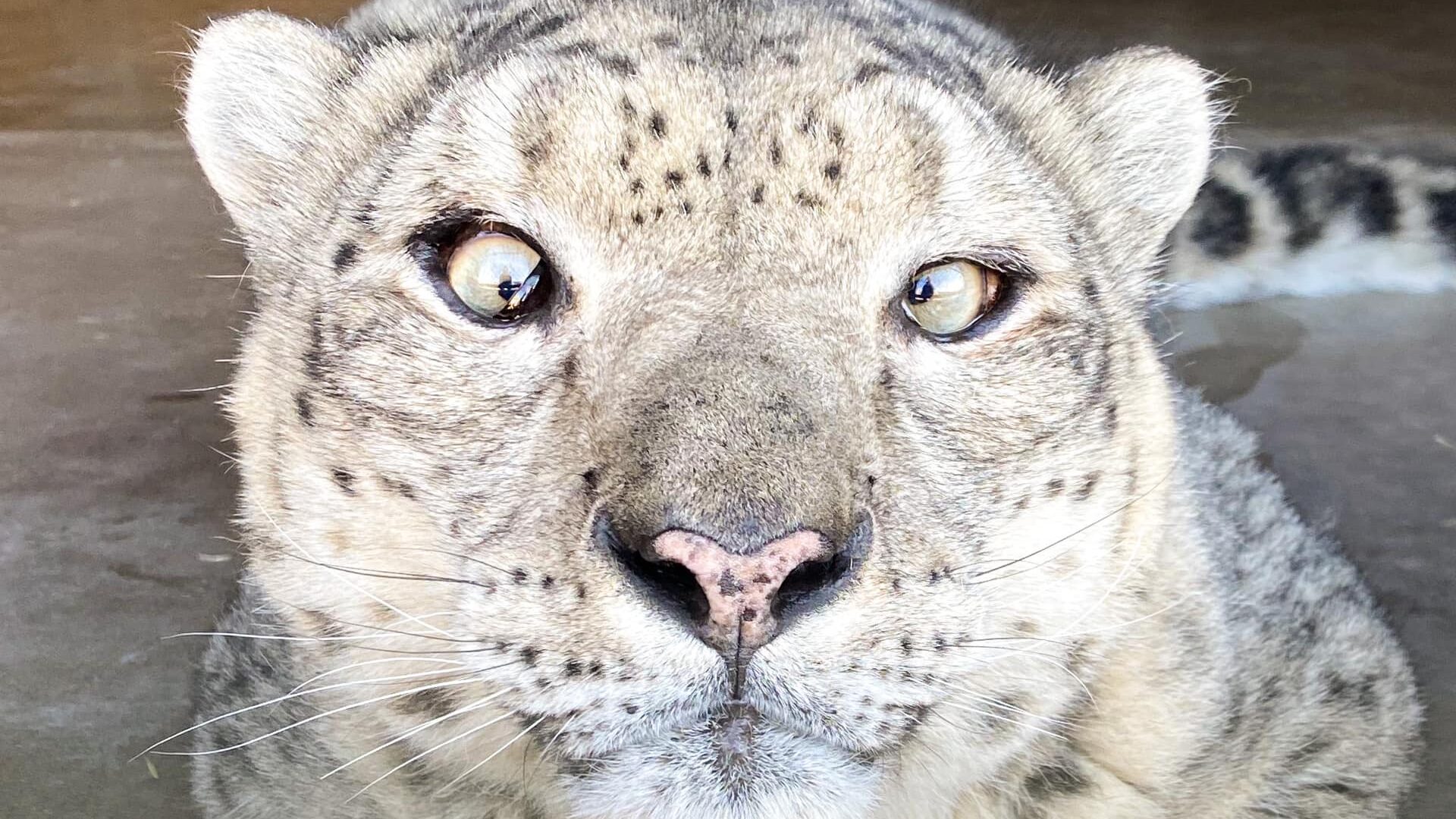 Milenka, Utah snow leopard, dies at age 15