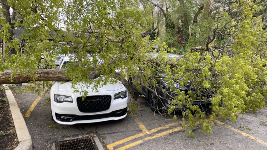 On wild weather day, tree topples over on cars in Holladay