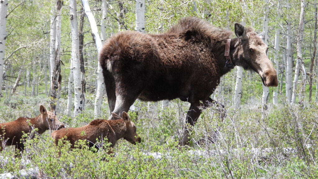 The dangers of coming into contact with a moose this month