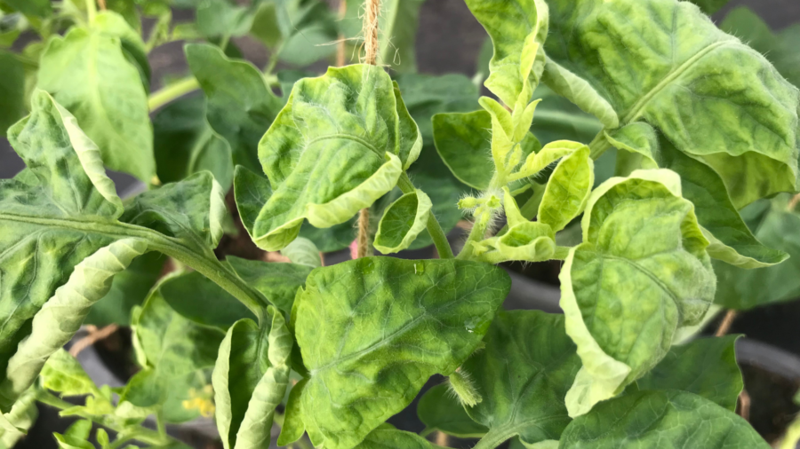 Curly top disease: what is it and how do you identify it?