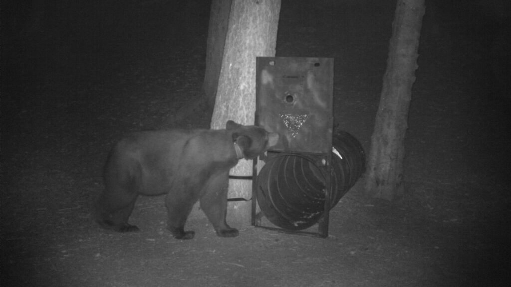 Bear-proof and clean your camps, DWR reminds public