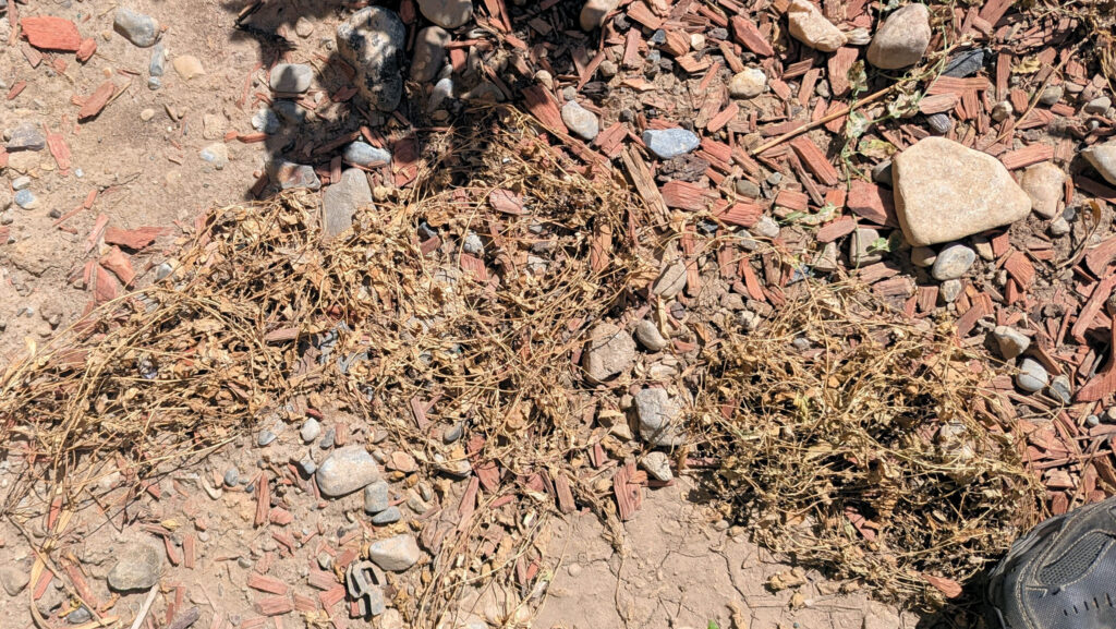 Bindweed management in flowerbeds