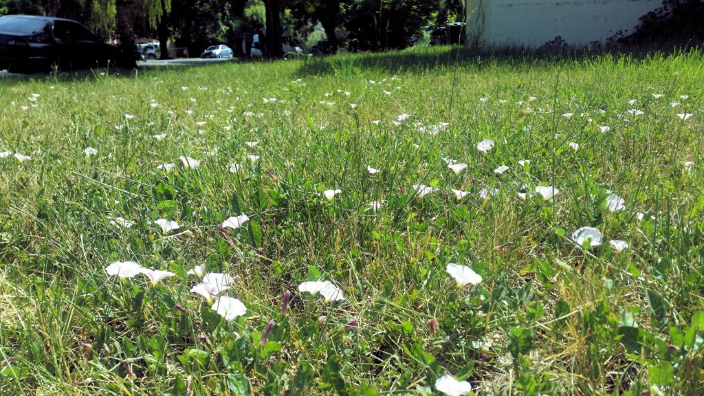 Fall weeds: What comes out and how to control them
