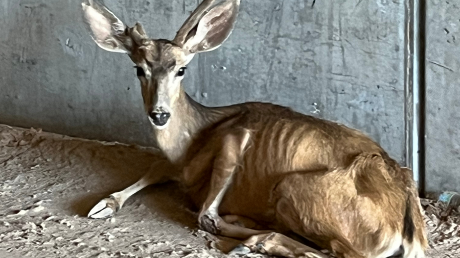 DWR advises testing harvested deer for chronic wasting disease